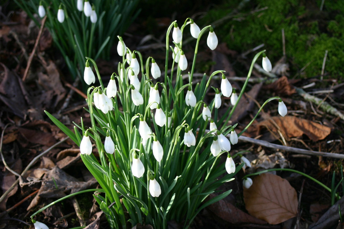 Imbolc - Celtic Earth Spirit