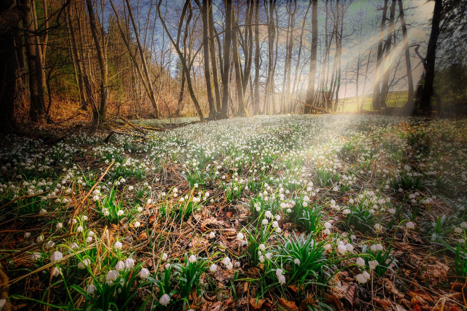 Imbolc - Celtic Earth Spirit